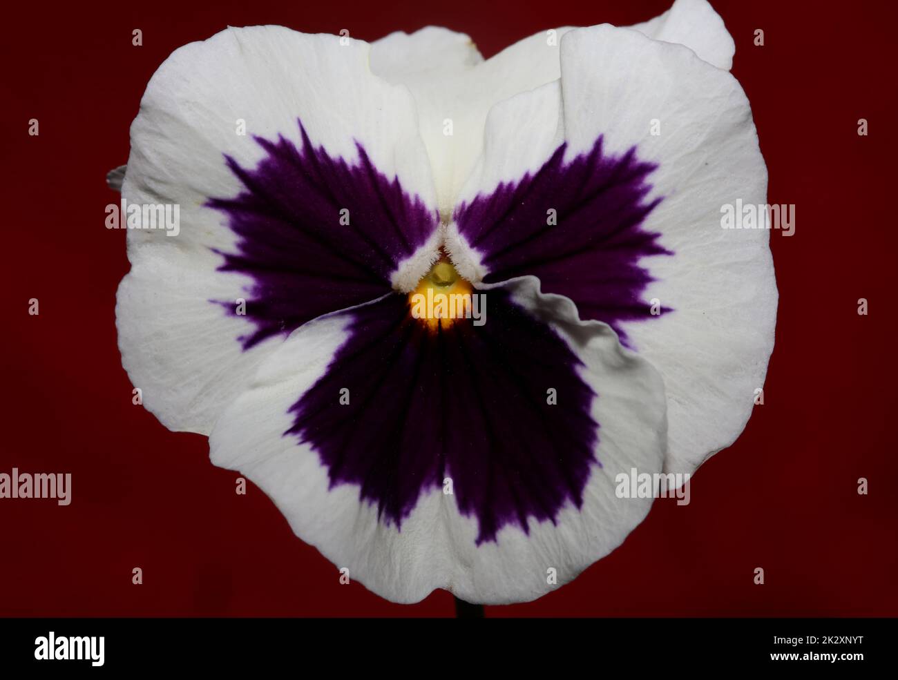 Fower blossom close up botanical background pansy family violaceae big ...