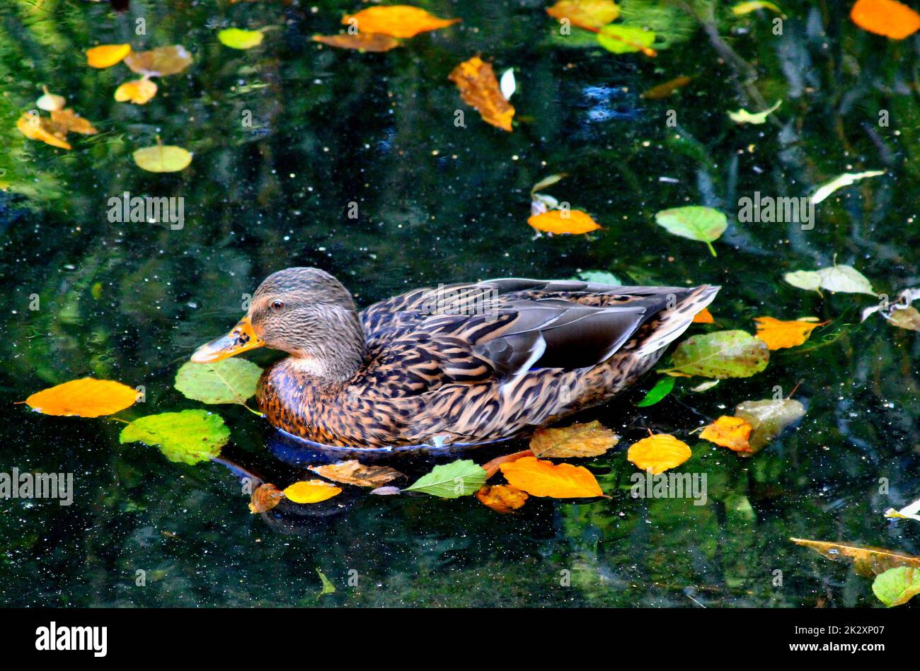 Colorful duck plumage hi-res stock photography and images - Alamy