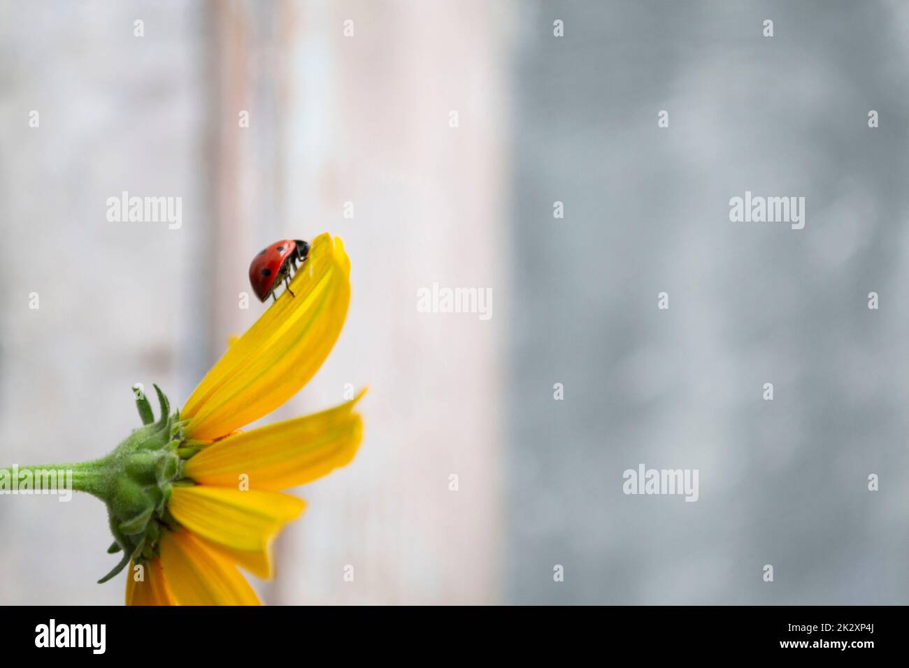 little ladybird sits on a yellow flower on a sunny summer day, joy ...