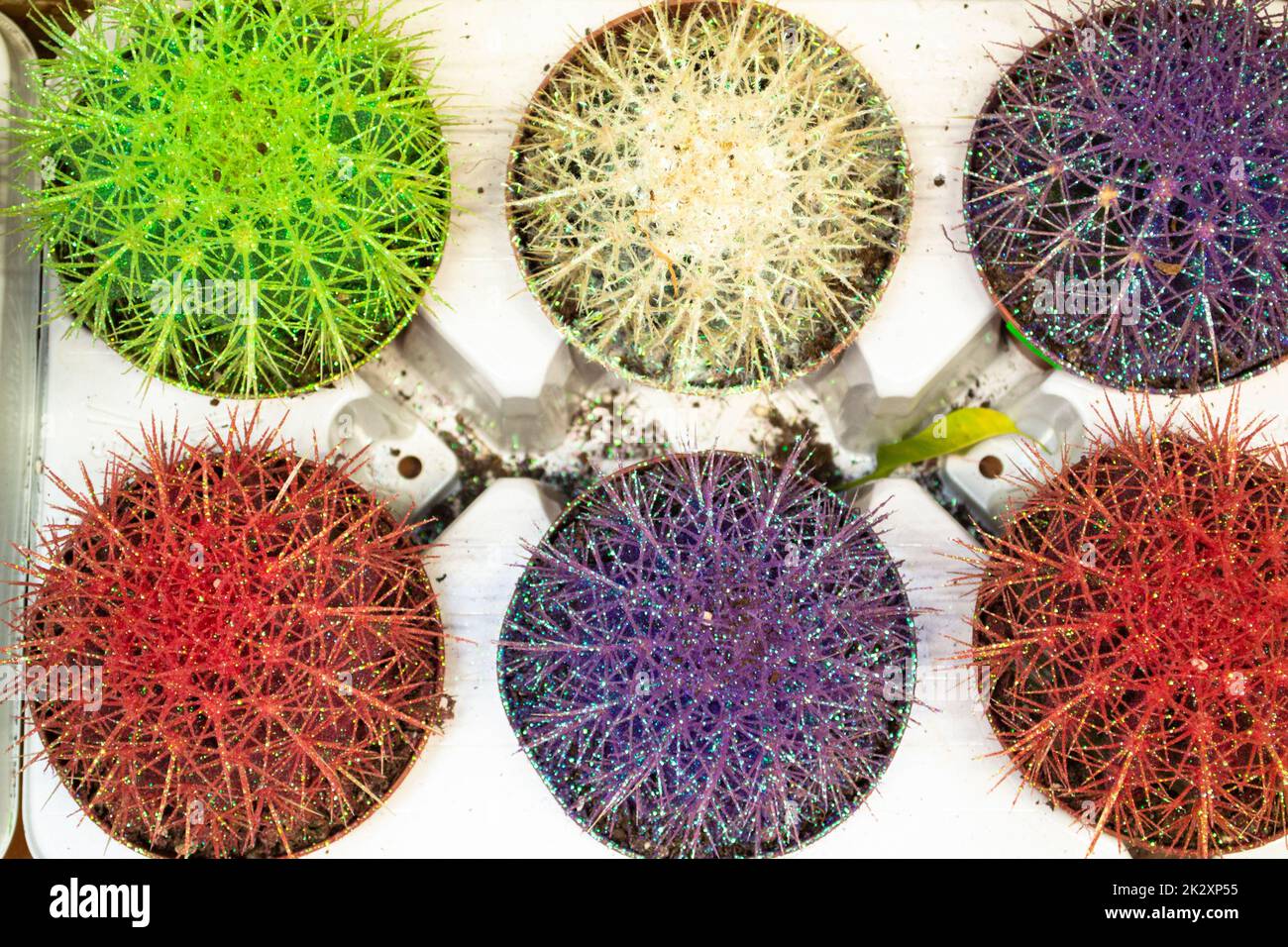 Various cactus colorful plants. Group of small cactus top view Stock ...