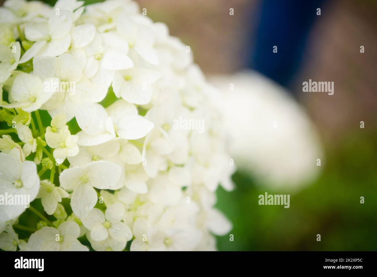 white hydrangea flowers in rustic garden, tender romantic floral ...