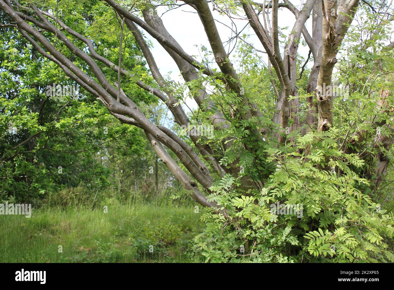 Cloudy sky with beautiful natural forest landscape panorama Germany ...