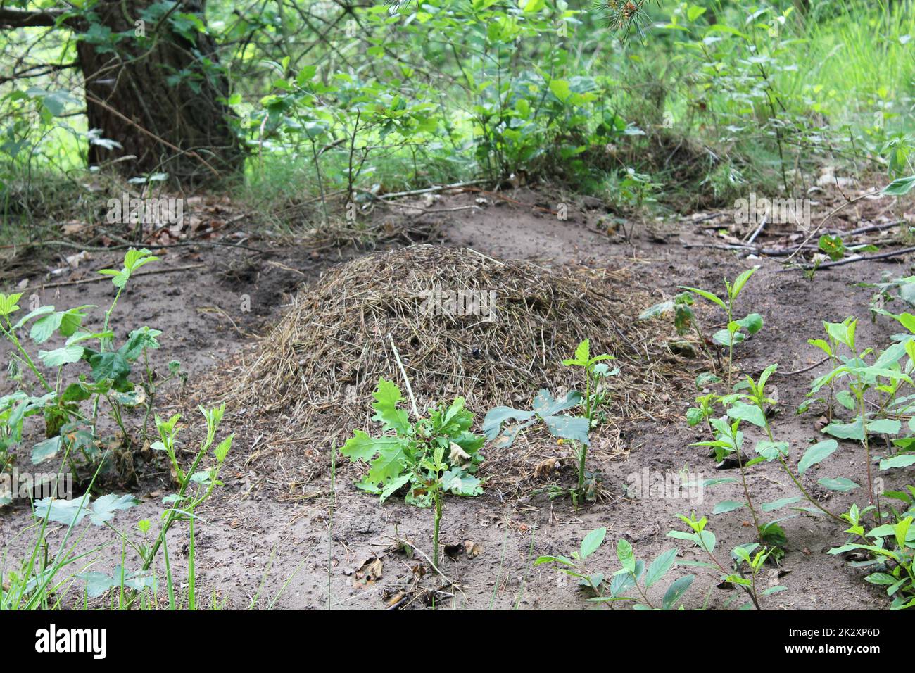 Built anthill hi-res stock photography and images - Alamy