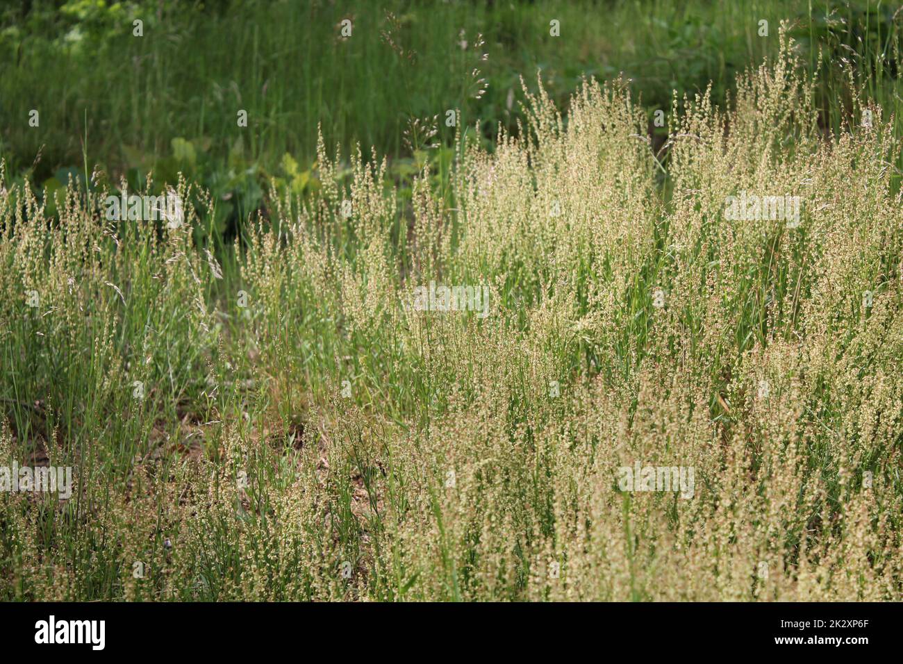 North German meadow forest grass moss nature landscape panorama Germany ...