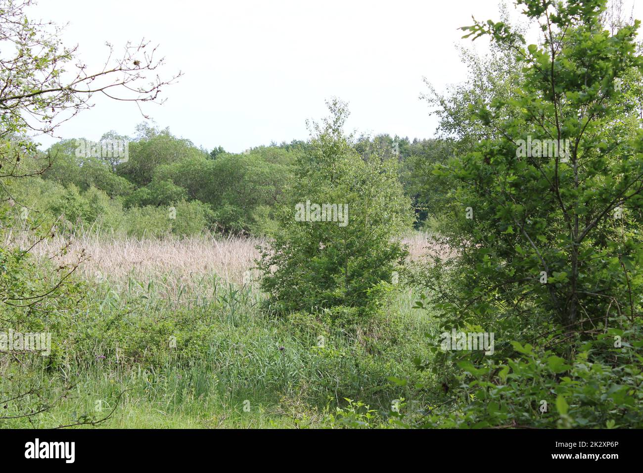 Cloudy sky with beautiful natural forest landscape panorama Germany ...