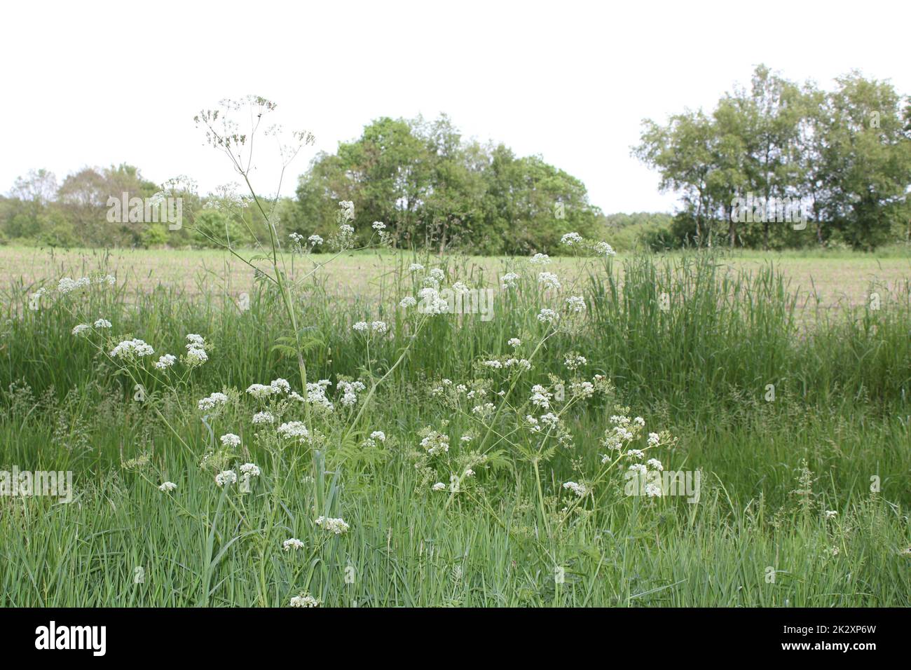 North German meadow forest grass moss nature landscape panorama Germany ...