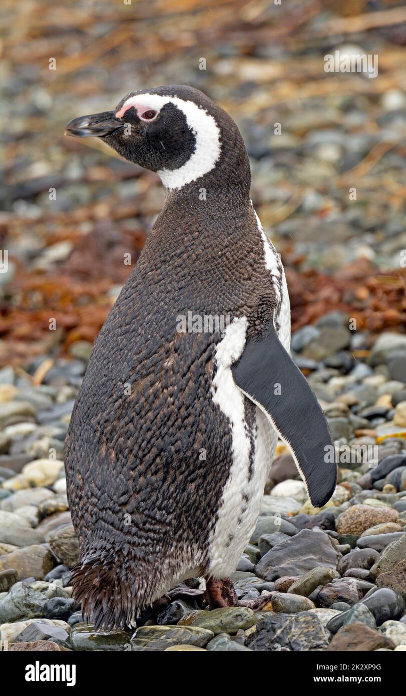 Magellanic penguin biology hi-res stock photography and images - Alamy