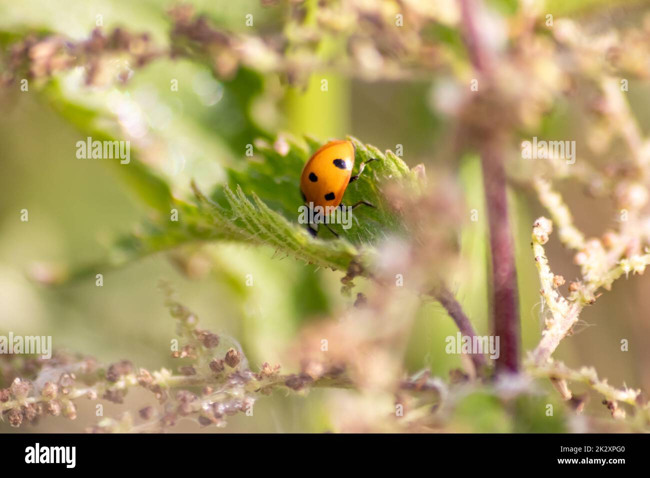 Beautiful black dotted red ladybug beetle climbing in a plant with ...