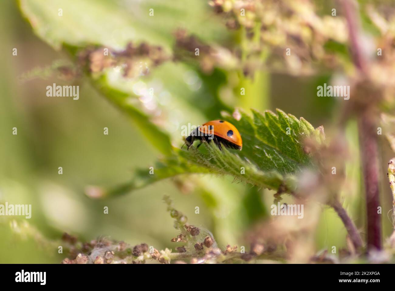 Beautiful black dotted red ladybug beetle climbing in a plant with ...