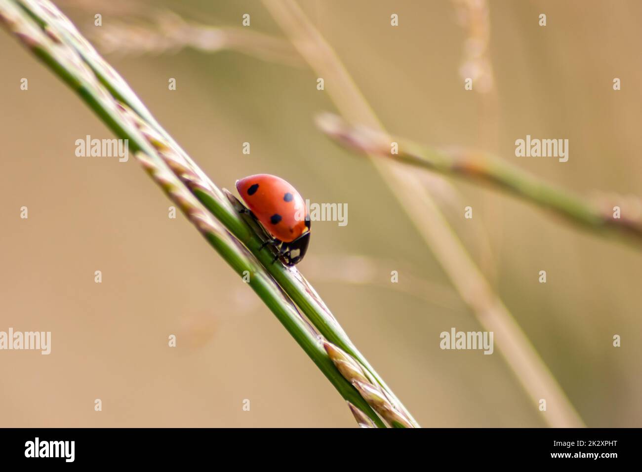 Beautiful black dotted red ladybug beetle climbing in a plant with ...