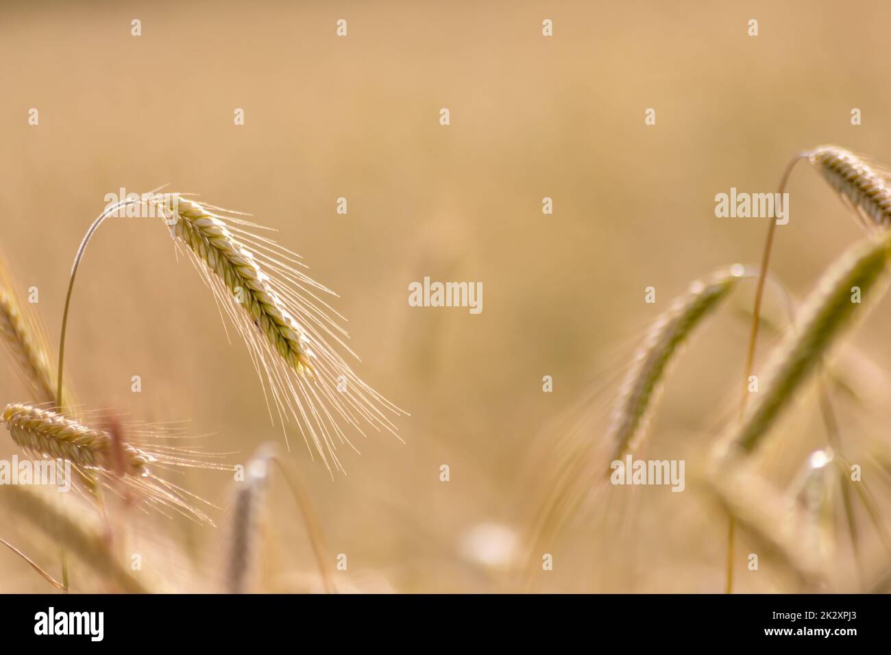 Growing of grain hi-res stock photography and images - Alamy