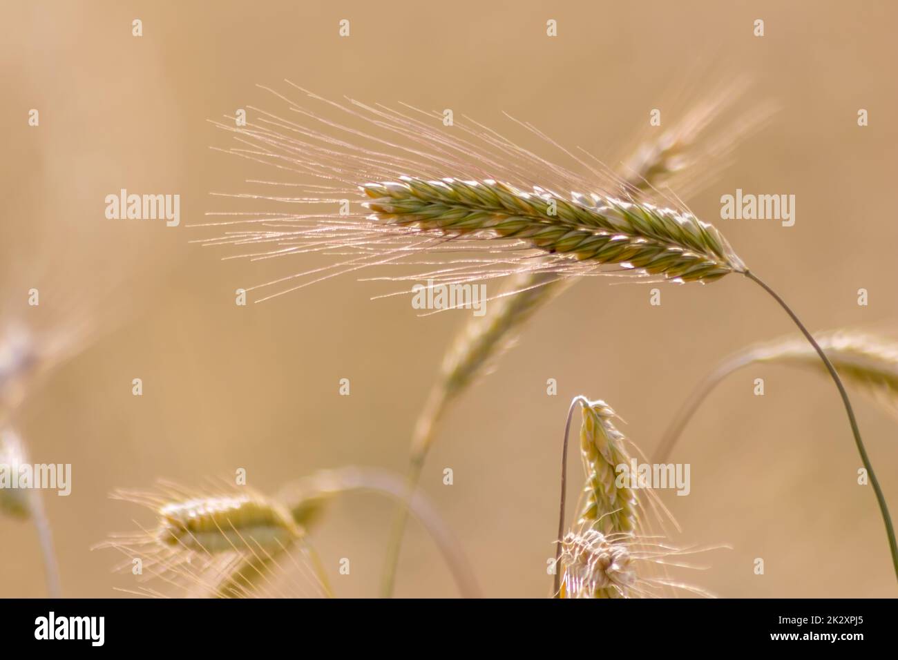 Growing farming field with grain cereal, ripening wheat waiting for summer harvest and ...