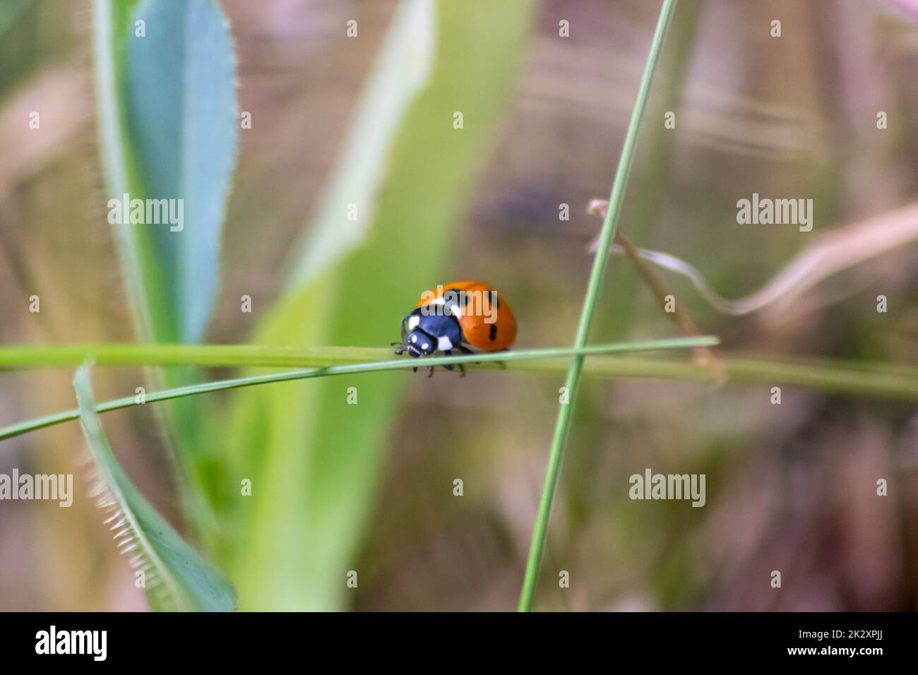 Beautiful black dotted red ladybug beetle climbing in a plant with ...