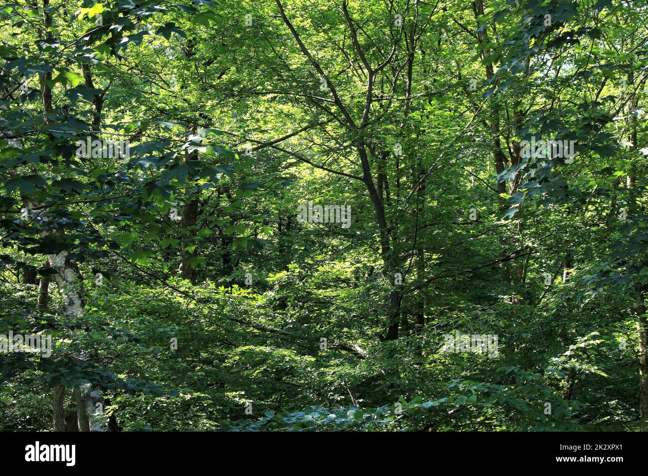 Mixed deciduous forest in summer, looks like a view into the jungle ...