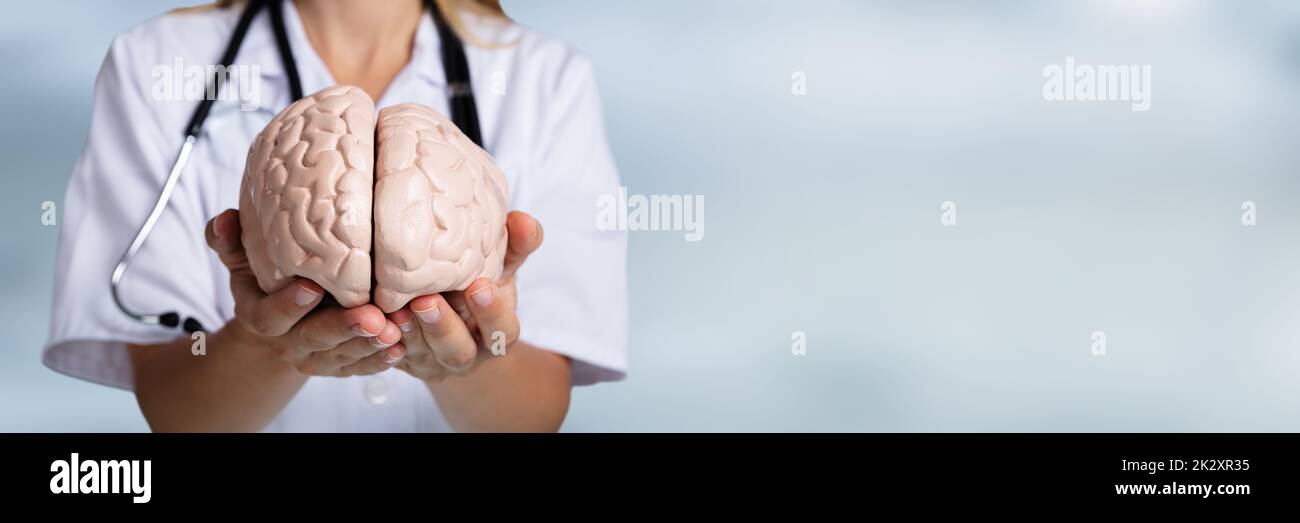 Hand holding human brain organ hi-res stock photography and images - Alamy