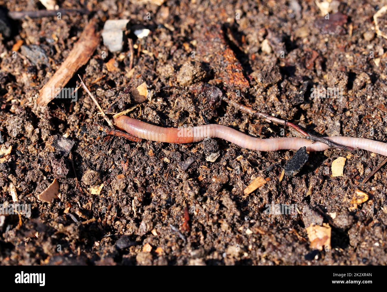 Ready composted and sifted soil with earthworm Stock Photo - Alamy