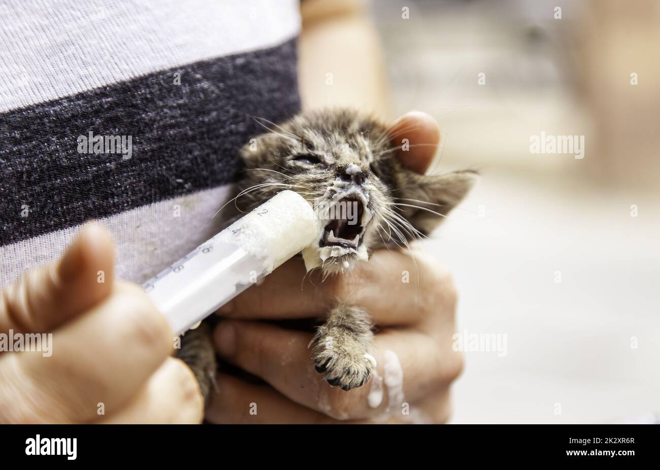 Newborn cat eating Stock Photo - Alamy