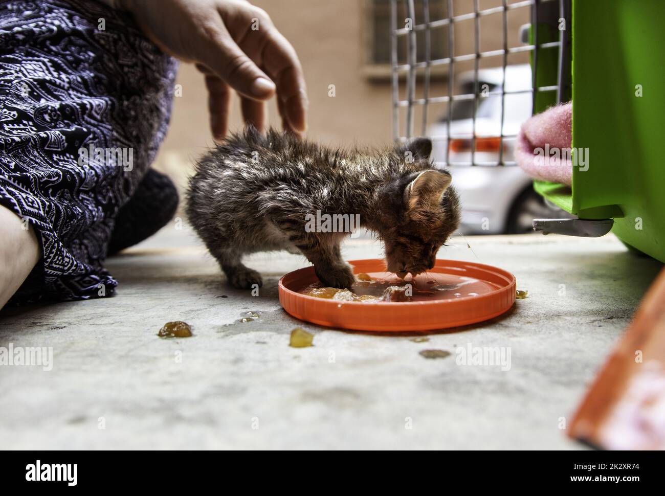 Nursing feeding cat hi-res stock photography and images - Alamy