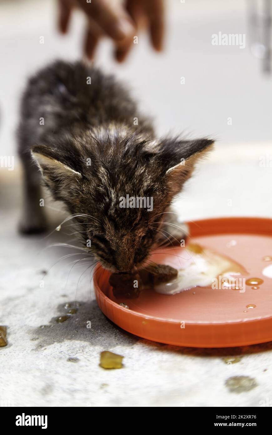 Nursing feeding cat hi-res stock photography and images - Alamy