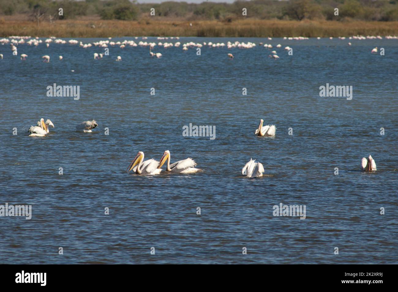 Great white pelicans fishing in a lagoon Stock Photo - Alamy