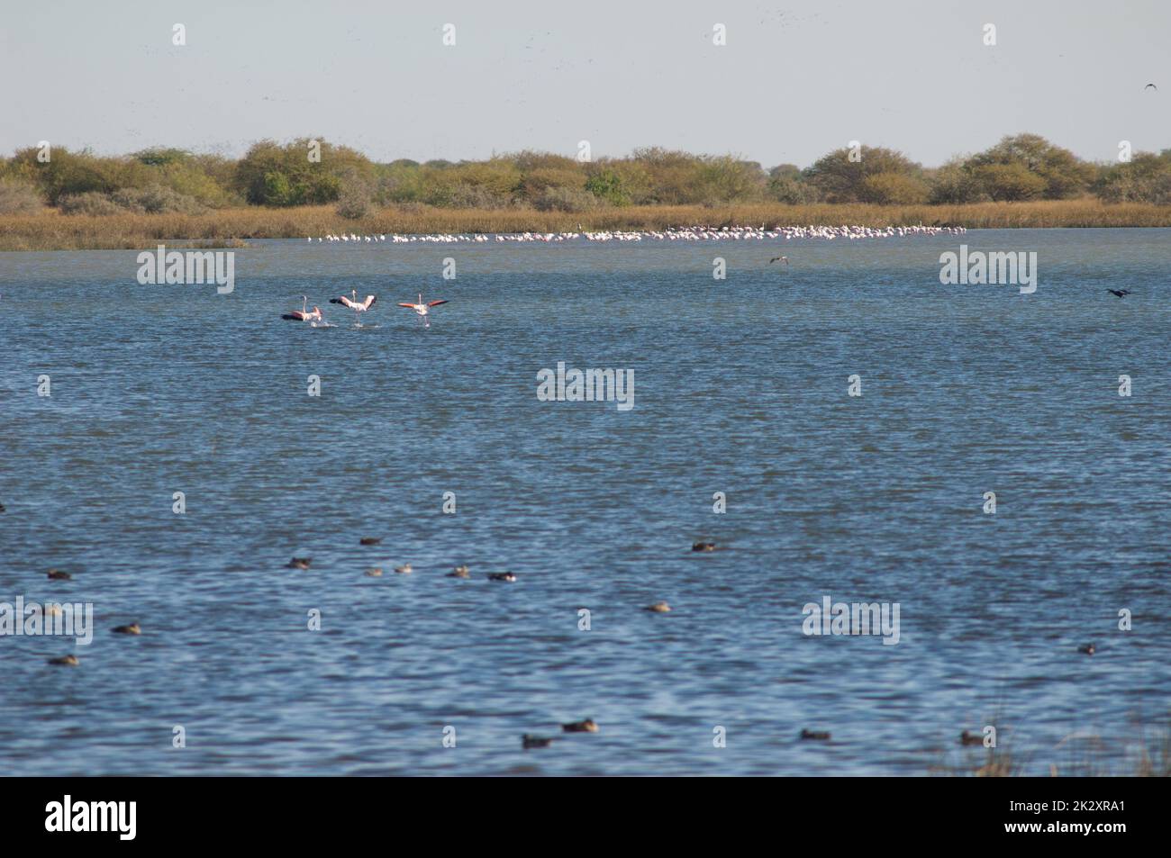 Greater flamingos taking flight in a lagoon Stock Photo - Alamy