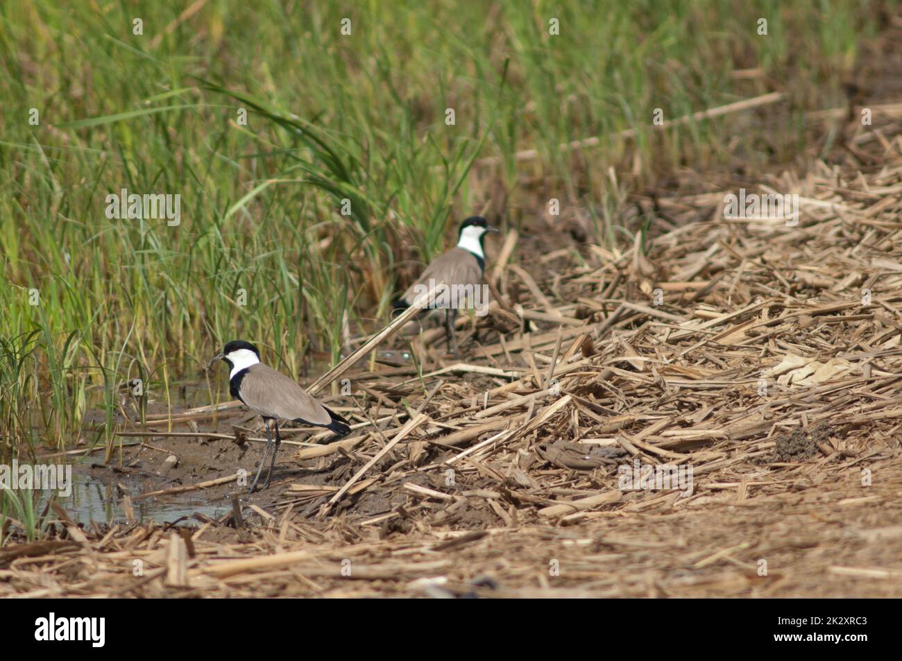 Spur-winged lapwings in the Oiseaux du Djoudj National Park Stock Photo ...