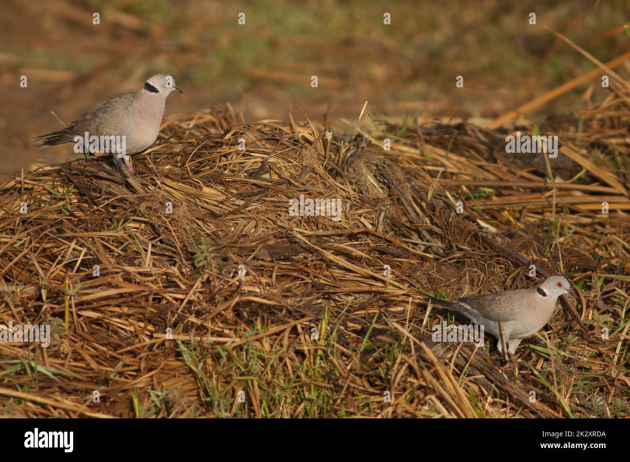 Mourning collared doves in the Oiseaux du Djoudj National Park Stock ...