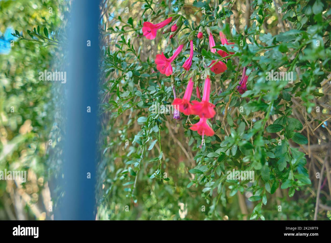 National Flower of Peru y Bolivia, Cantua buxifolia The sacred flower ...