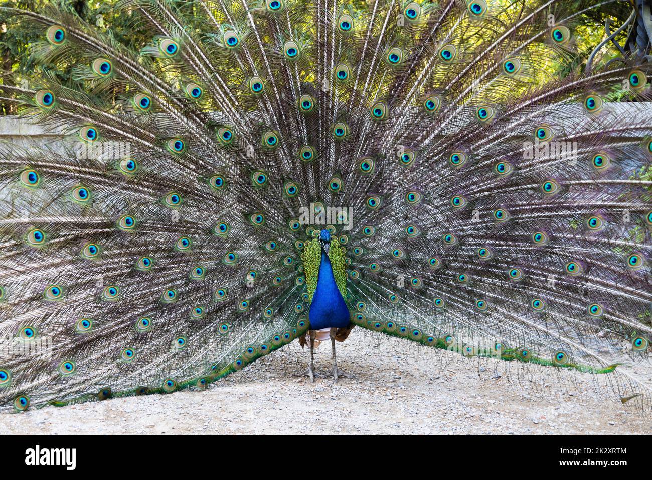 Closeup of peacock or blue peafowl with its spread wings Stock Photo ...