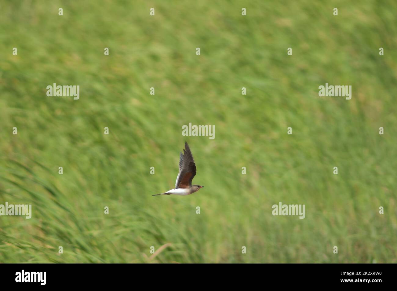 Pratincole flight hi-res stock photography and images - Alamy
