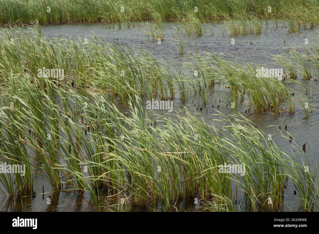 Broadleaf cattails Typha latifolia in a lagoon Stock Photo - Alamy