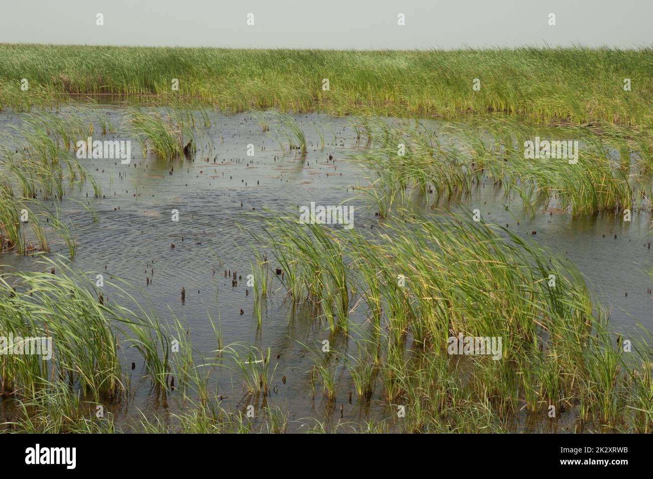 Broadleaf cattails Typha latifolia in a lagoon Stock Photo - Alamy