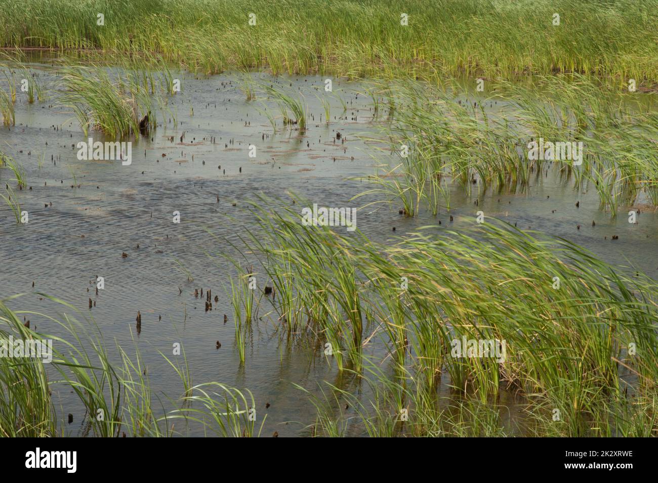 Broadleaf cattails Typha latifolia in a lagoon Stock Photo - Alamy