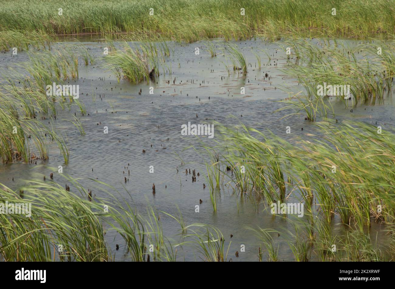 Broadleaf cattails Typha latifolia in a lagoon Stock Photo - Alamy