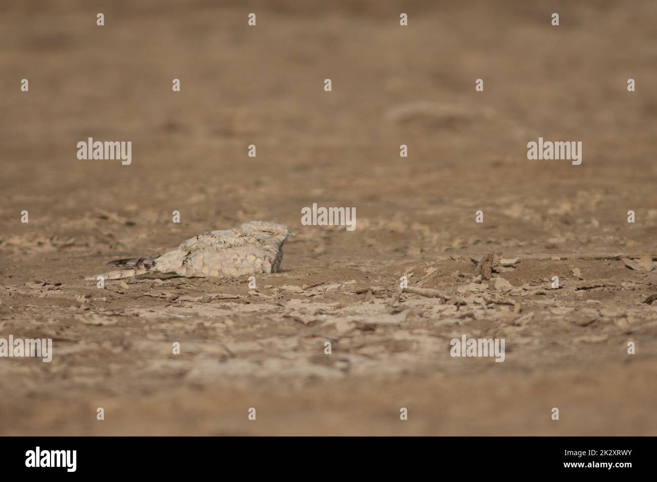 Egyptian nightjars hi-res stock photography and images - Alamy