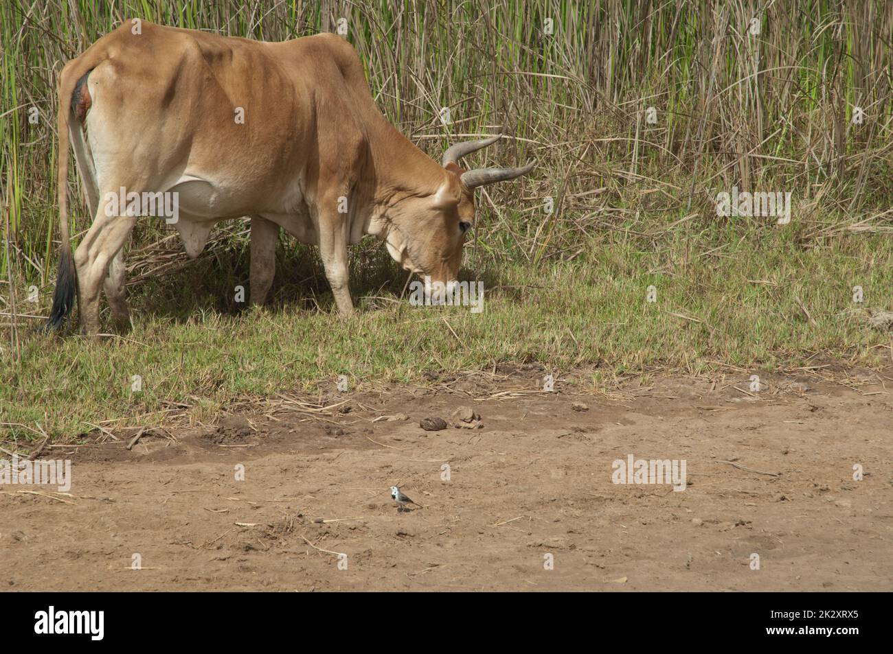 White zebu cows hi-res stock photography and images - Alamy