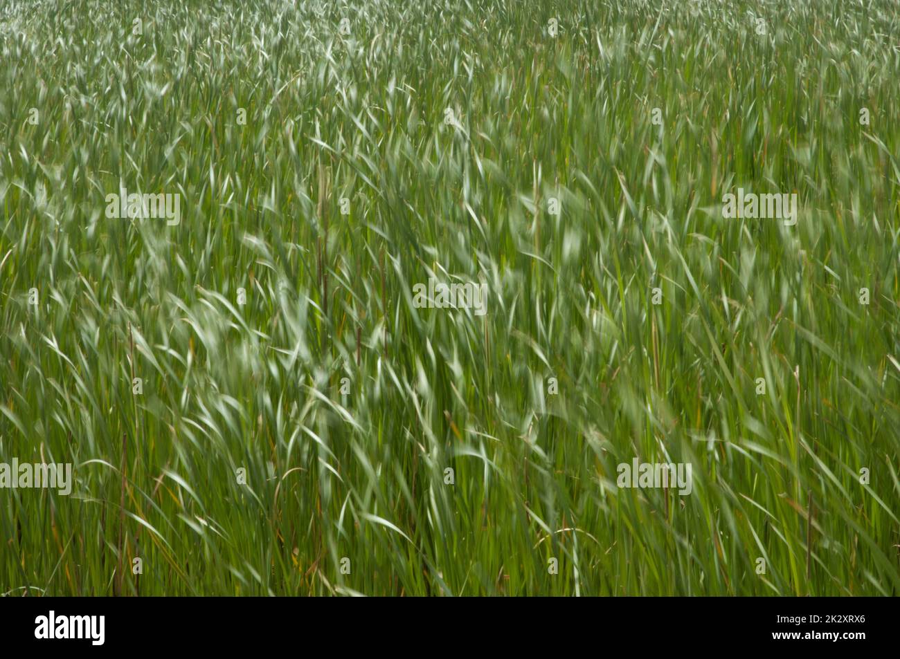 Broadleaf cattails Typha latifolia moved by the wind Stock Photo - Alamy
