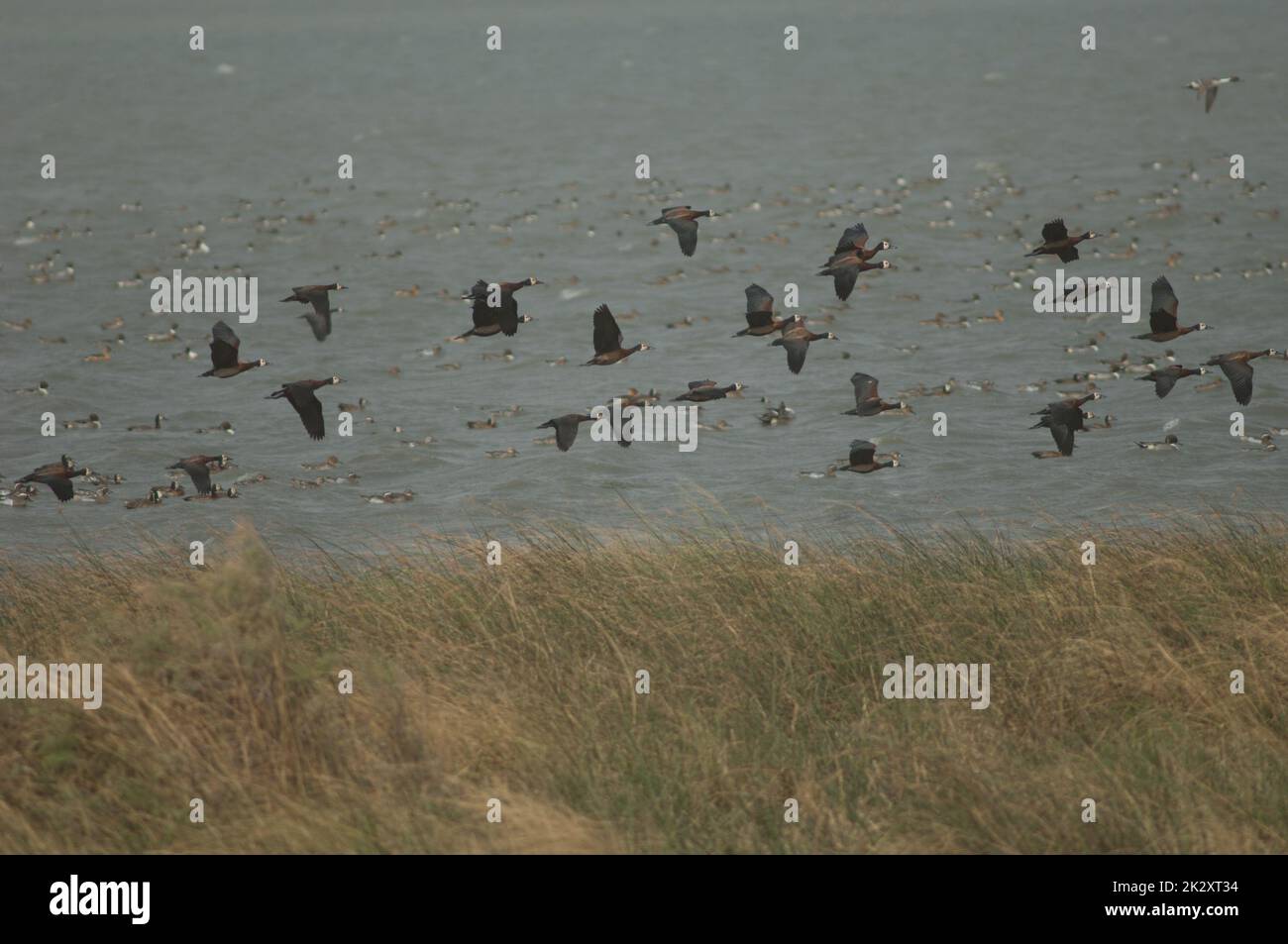 Whistling grass hi-res stock photography and images - Alamy