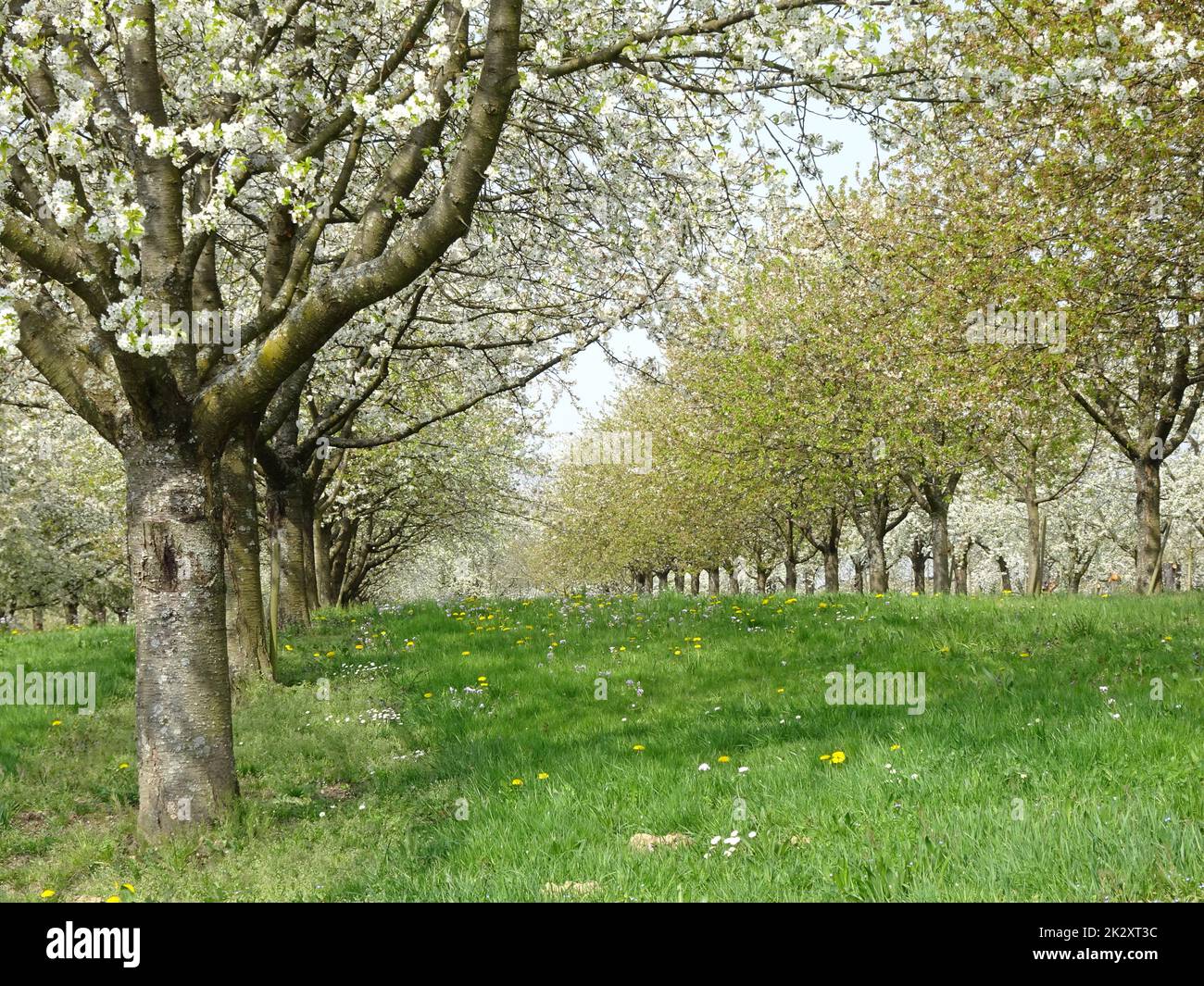 View cherry blossoms trees hi-res stock photography and images - Alamy