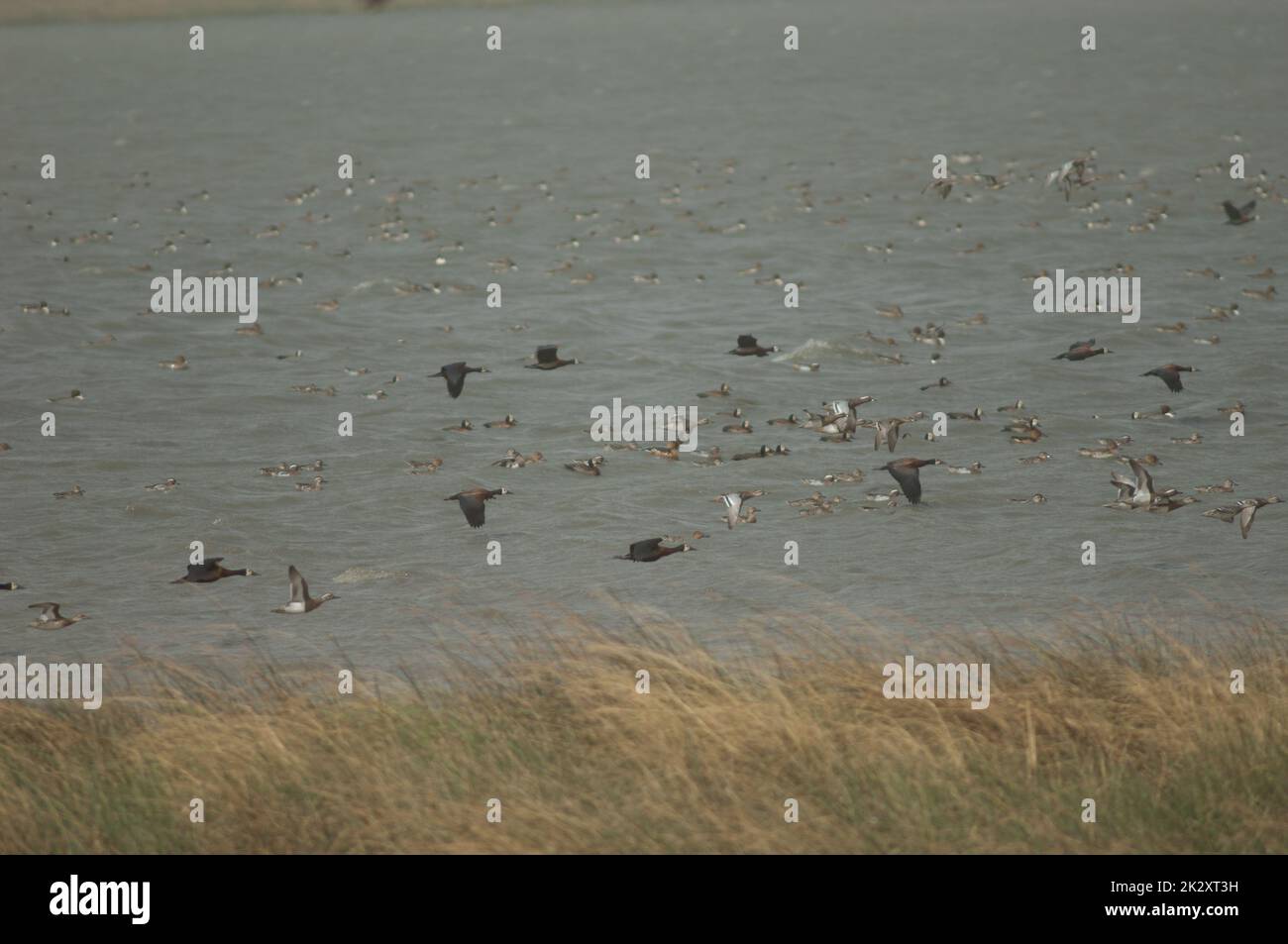 Garganey and white-faced whistling ducks in flight Stock Photo - Alamy