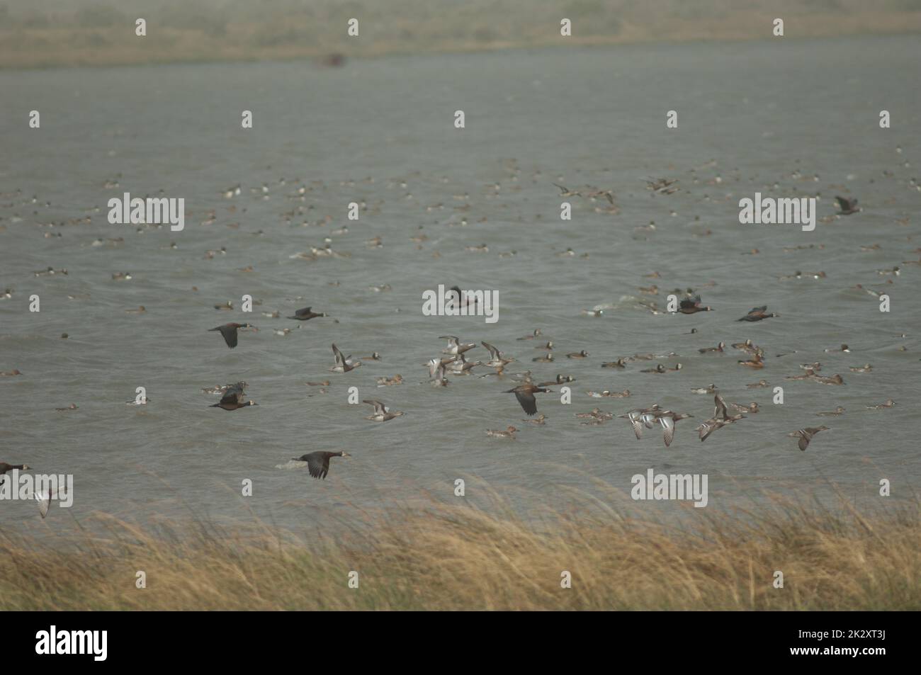 Garganey and white-faced whistling ducks in flight Stock Photo - Alamy