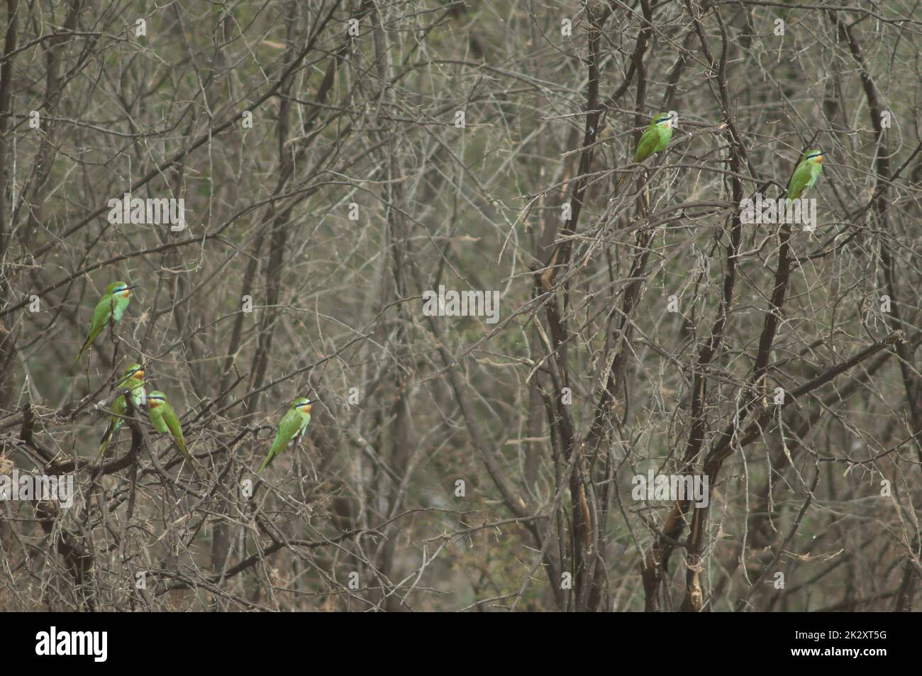 Blue-cheeked bee-eaters Merops persicus on a tree Stock Photo - Alamy
