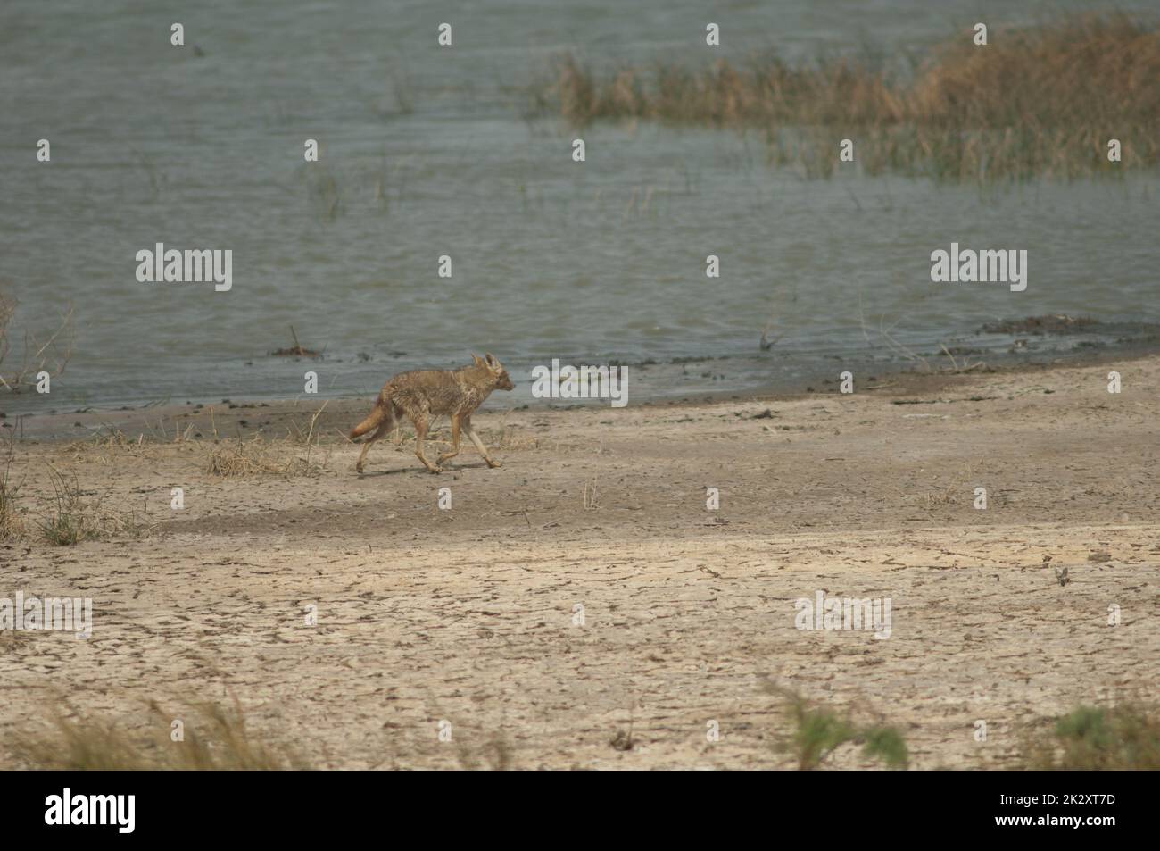 African golden wolf next to a lagoon Stock Photo - Alamy