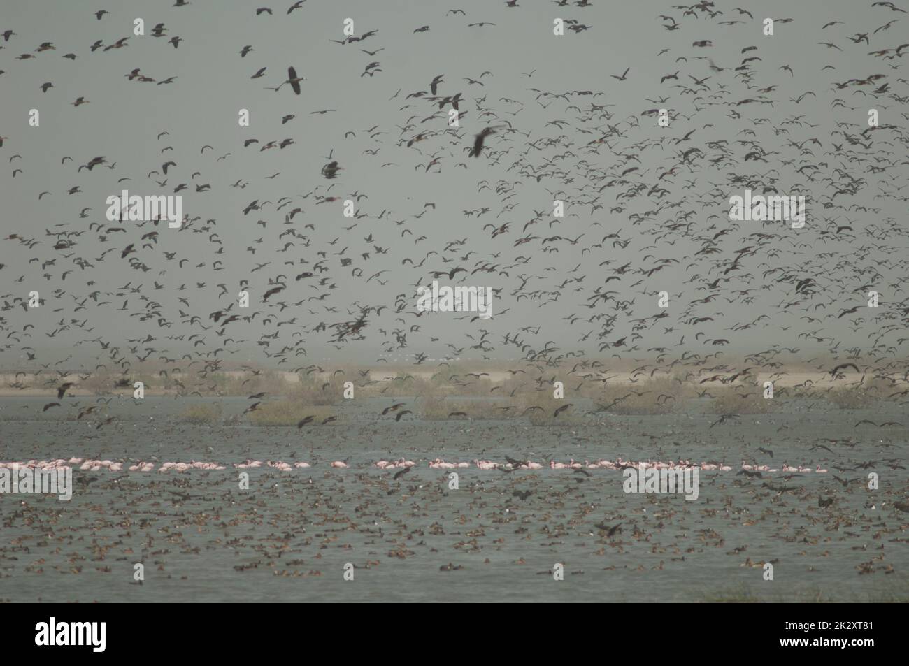Lagoon biodiversity hi-res stock photography and images - Alamy