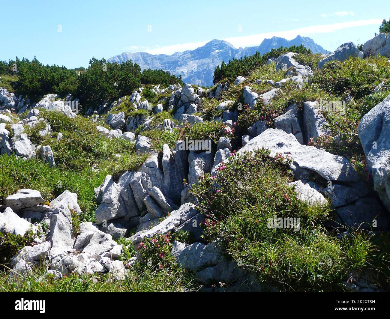 Dwarf pine austria hi-res stock photography and images - Alamy