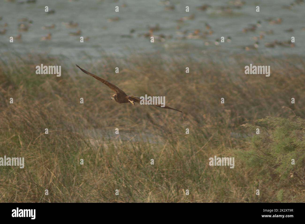 Female western marsh harrier Circus aeruginosus in flight Stock Photo ...