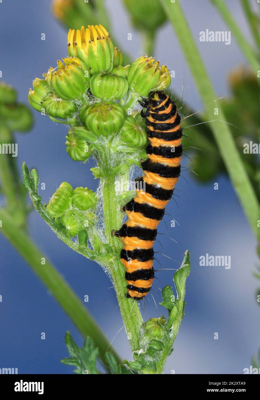 Cinnabar moth, caterpillar, Tyria jacobaeae, feeding on ragwort Stock ...