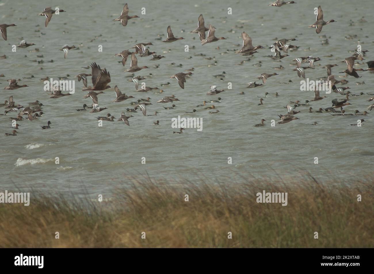 Western marsh harrier and flock of ducks Stock Photo - Alamy