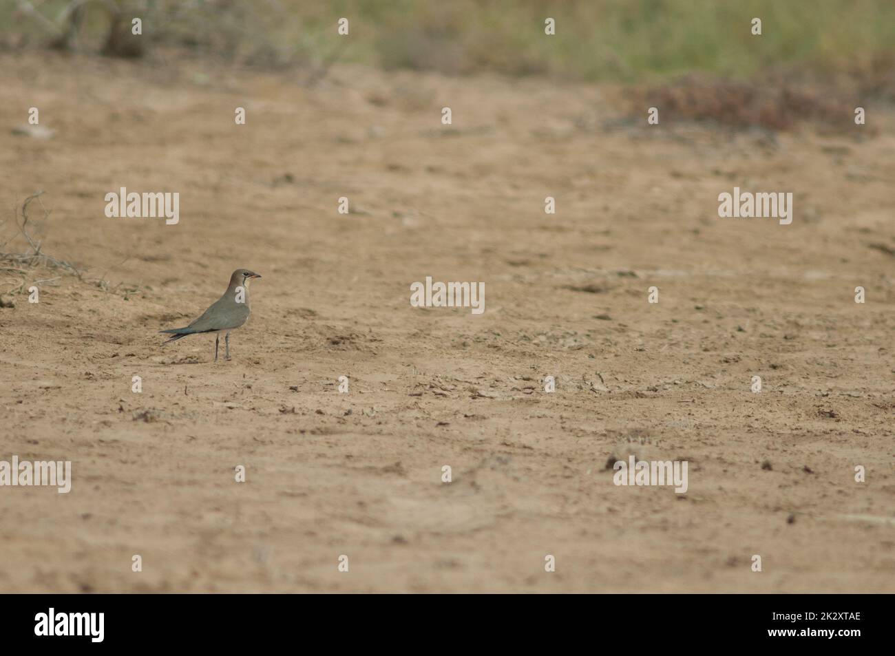 Collared pratincole in the Oiseaux du Djoudj National Park Stock Photo ...