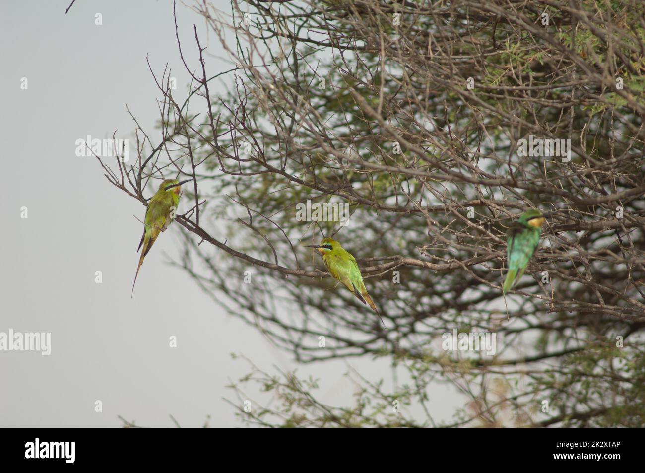 Blue-cheeked bee-eaters Merops persicus on a tree Stock Photo - Alamy